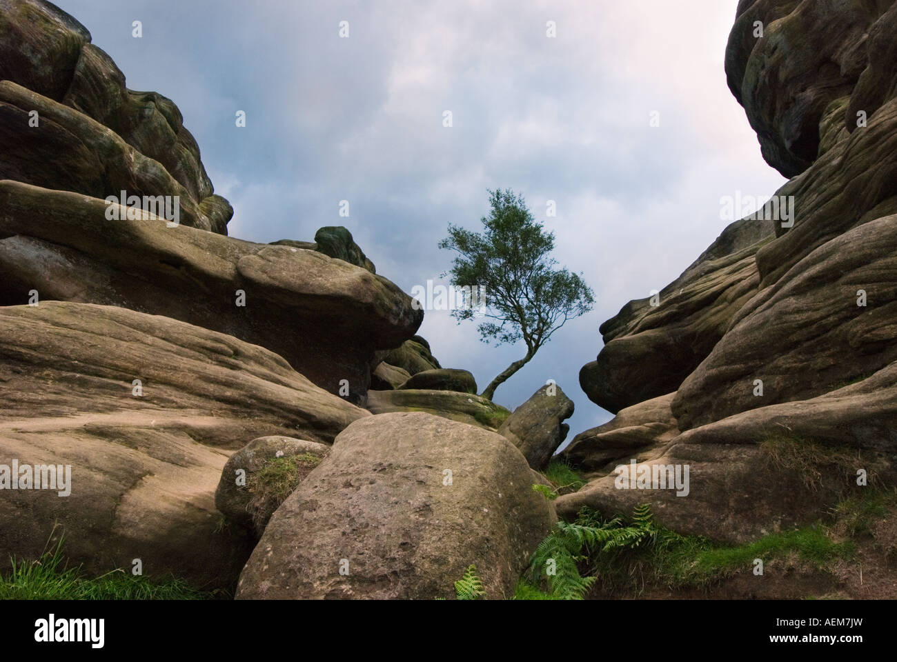 Tree at Brimham Rocks, Yorkshire Stock Photo - Alamy