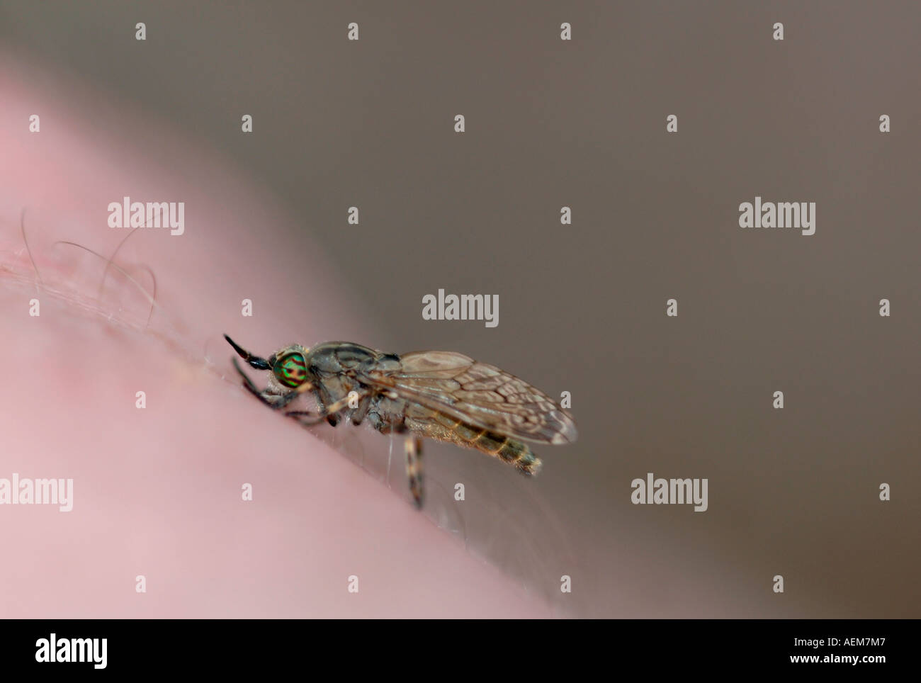 Species of horse fly hi-res stock photography and images - Alamy