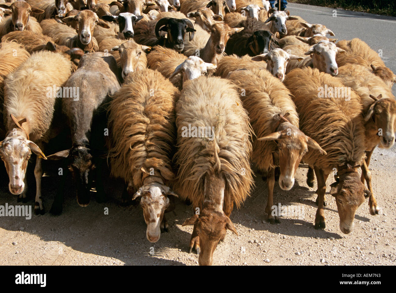 Flock of sheep walking along road, Kefalonia, Greece Stock Photo - Alamy
