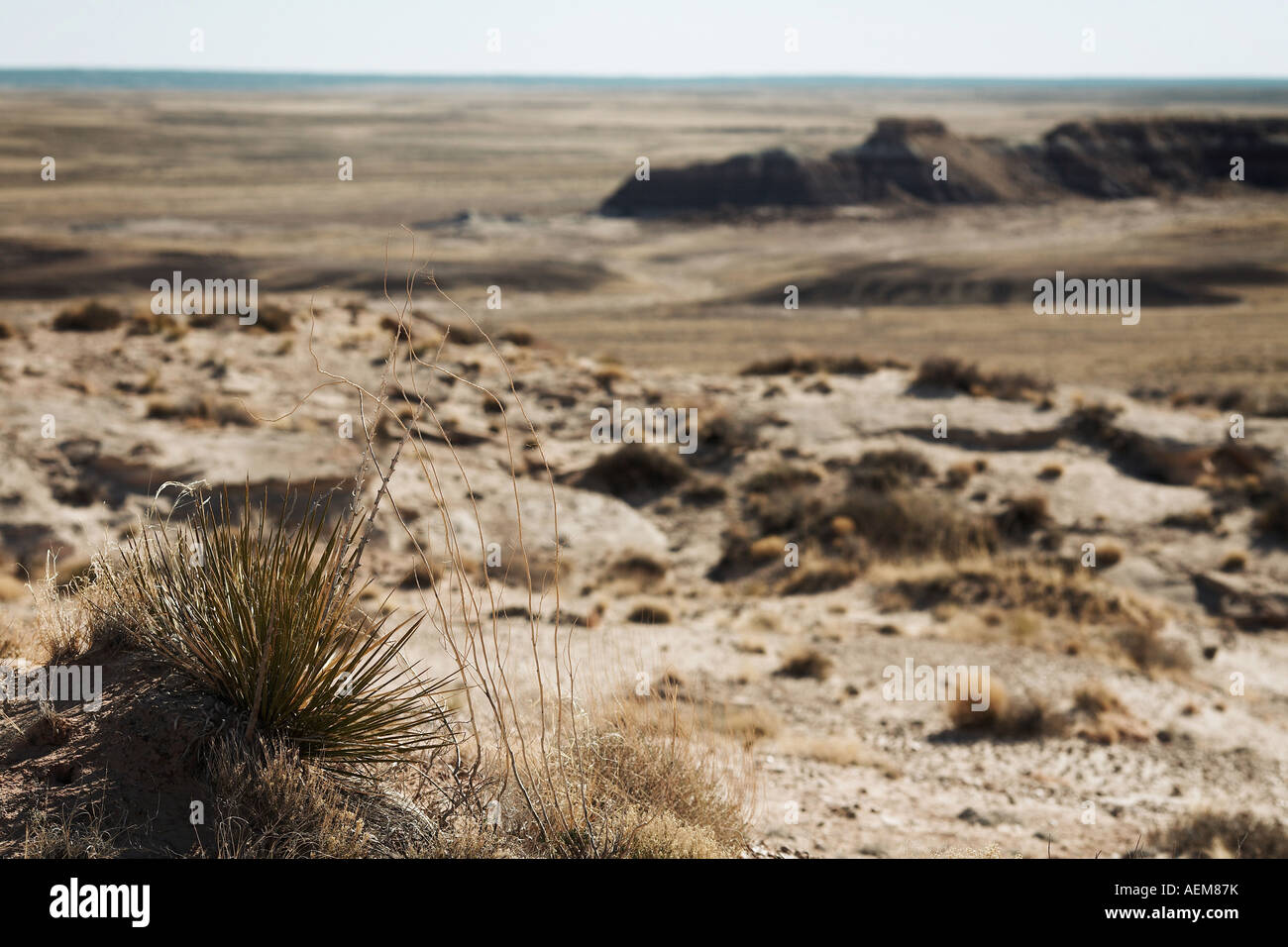 Mesa Overlook with Shrubs and Horizon Petrified Forest National Park ...