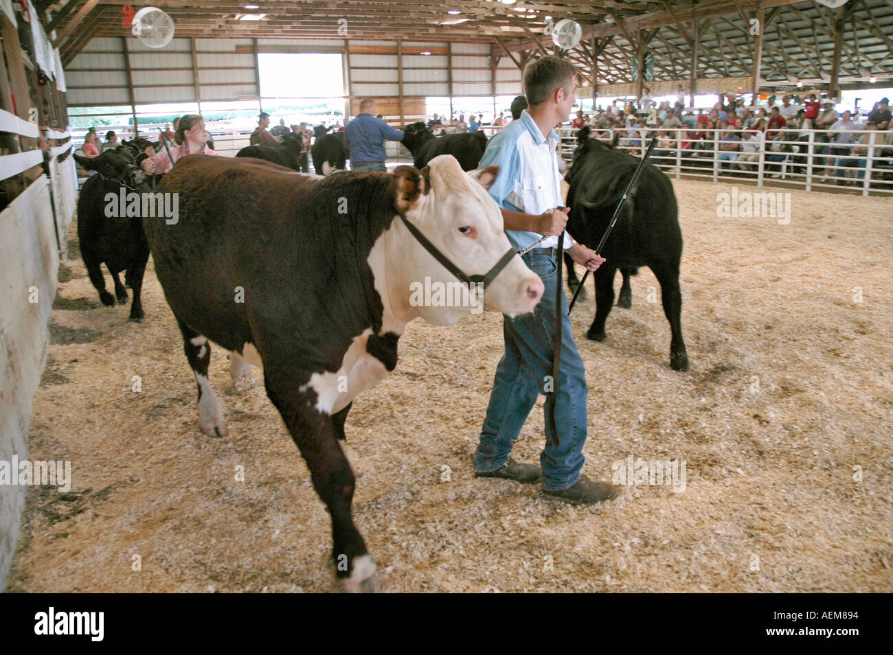 Prize cow hi-res stock photography and images - Alamy