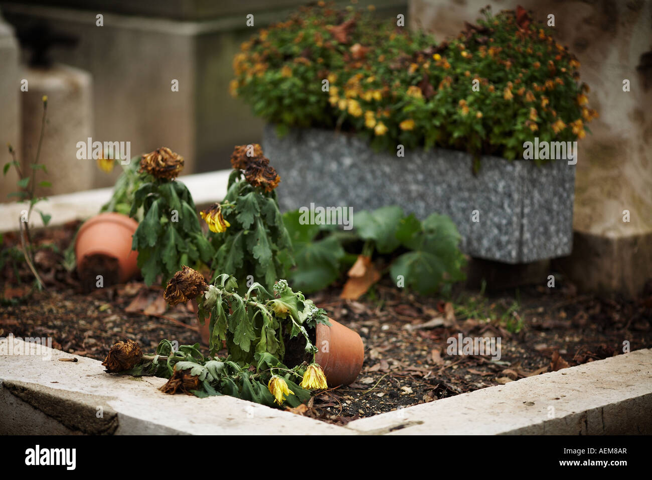 Decaying Plants on Gravesite Pere Lachaise Cemetary Paris France Stock ...