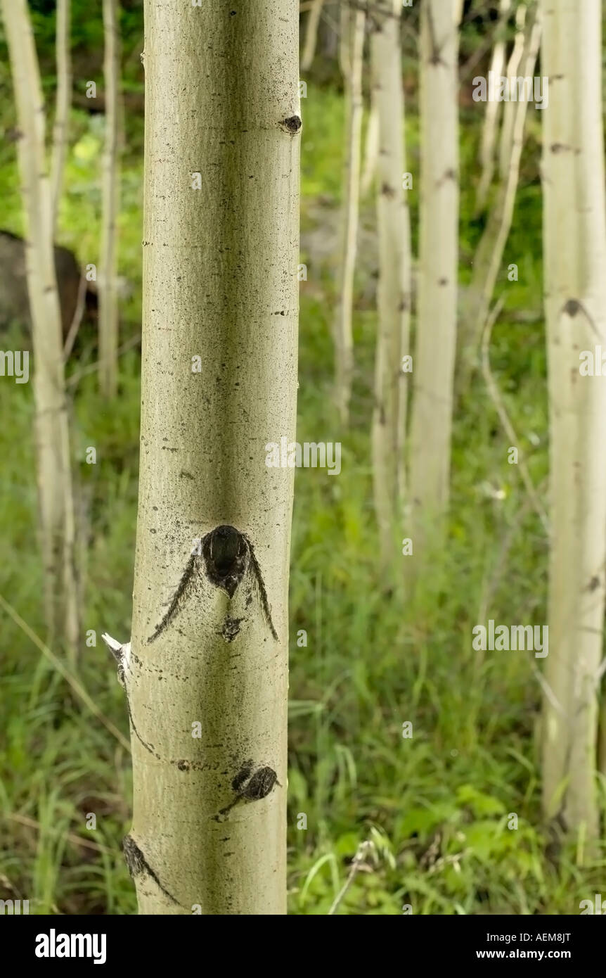 Aspen trees in a small grove Stock Photo - Alamy