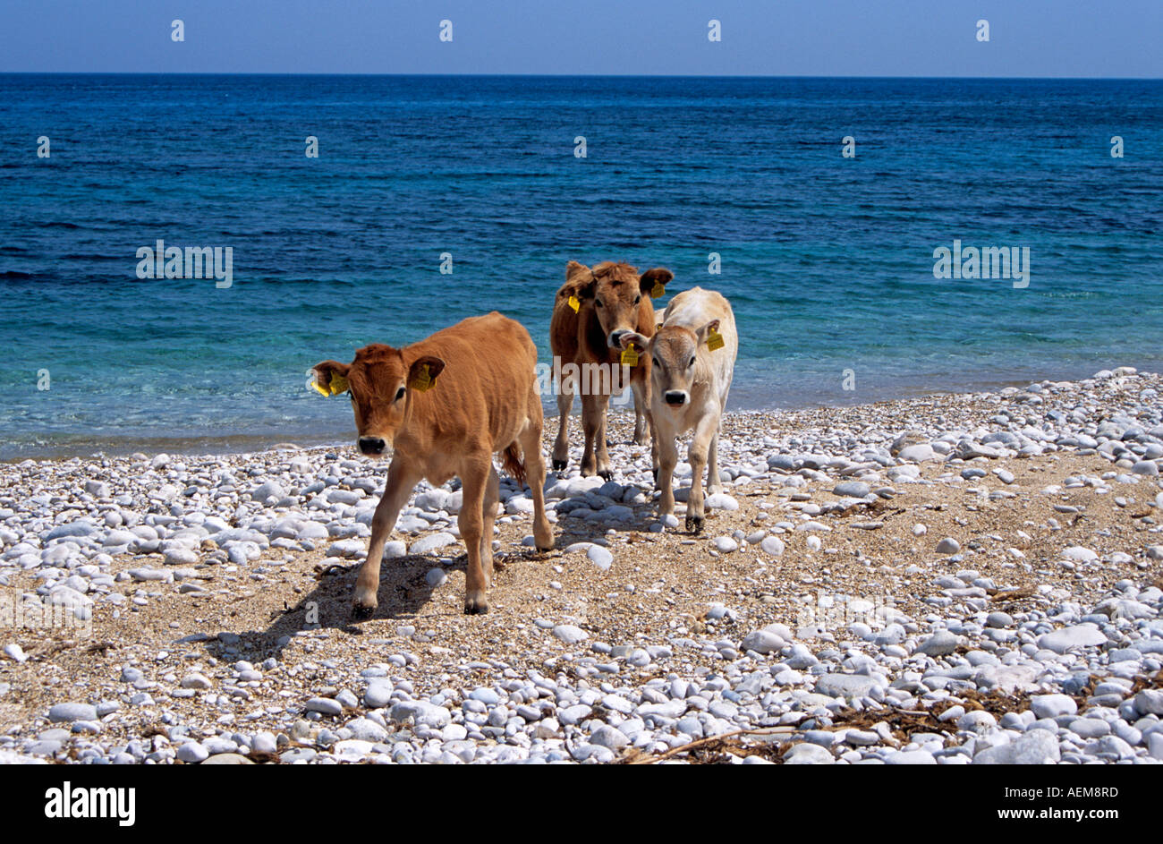 Cows walking on beach, near Skala, Kefalonia, Greece Stock Photo - Alamy