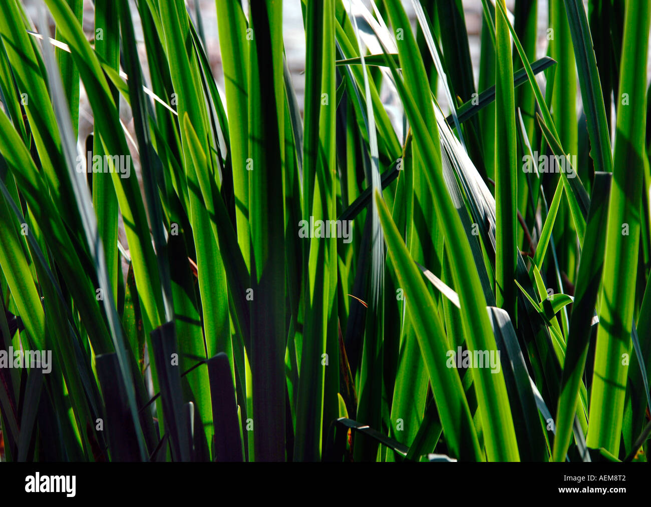 Shades greens hi-res stock photography and images - Alamy