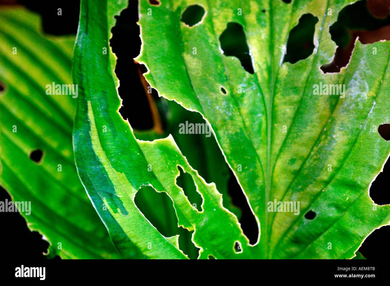 Leaves With Insect Damage Stock Photo - Alamy
