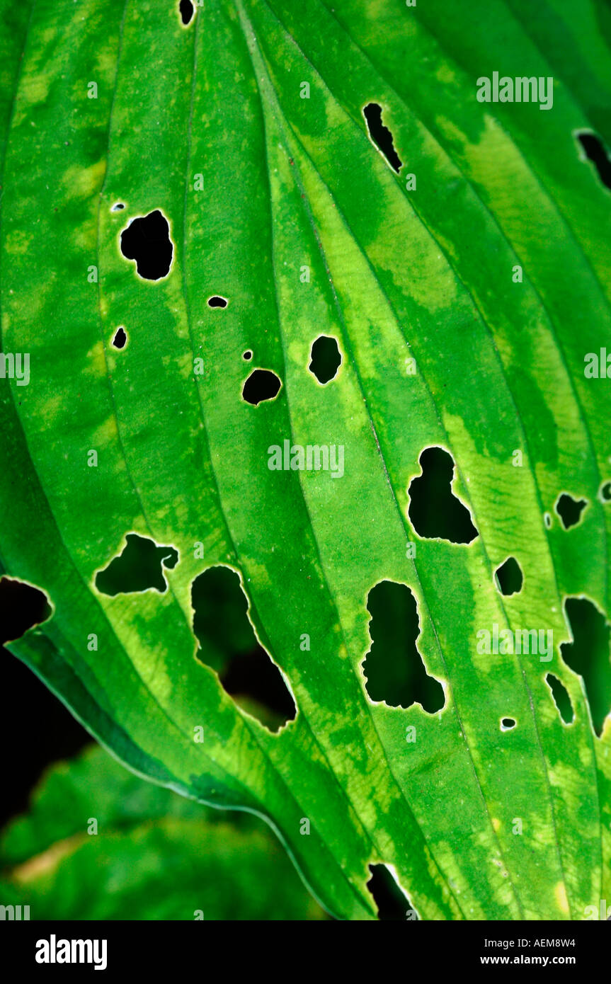Insect holes in leaves hi-res stock photography and images - Alamy