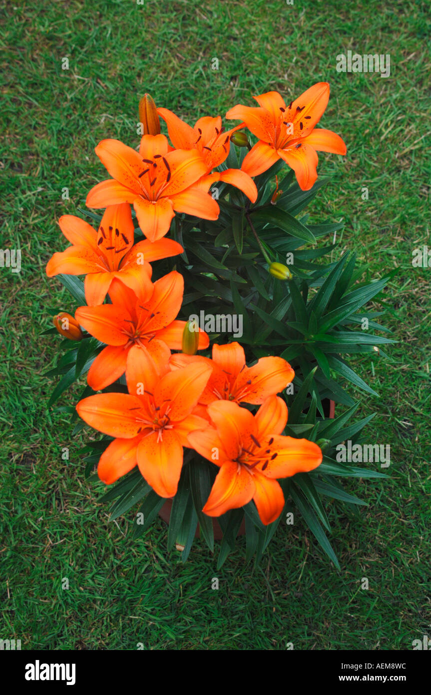 Open lilies hi-res stock photography and images - Alamy