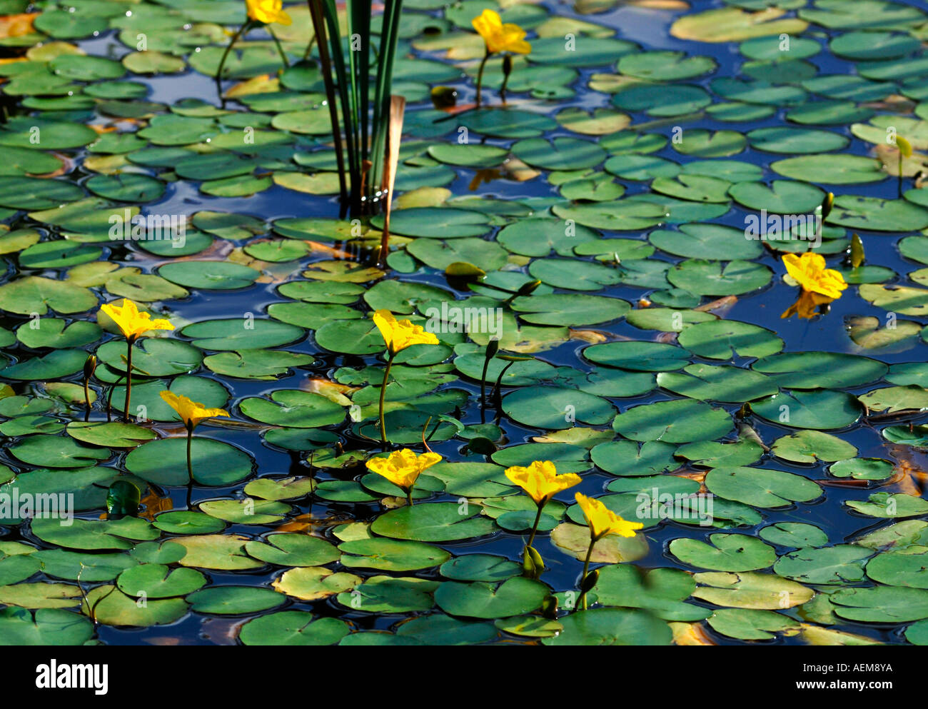 Fringed Water-Lily (Nymphoides peltata Stock Photo - Alamy