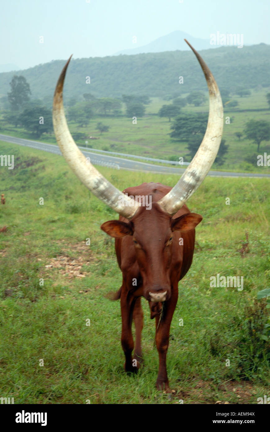 Ankole cow, Uganda Stock Photo - Alamy