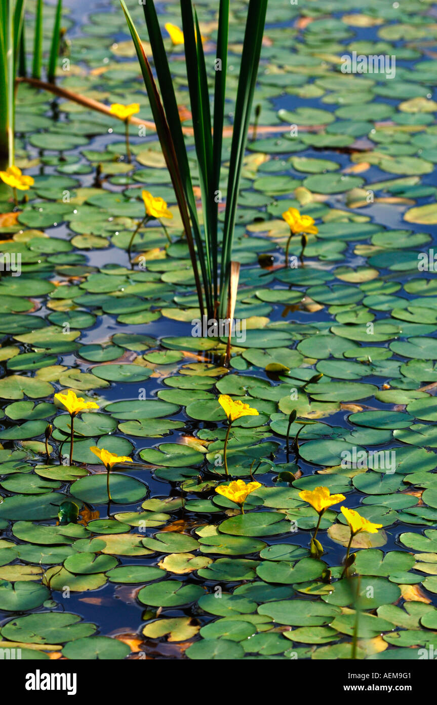 Fringed Water-Lily (Nymphoides peltata Stock Photo - Alamy