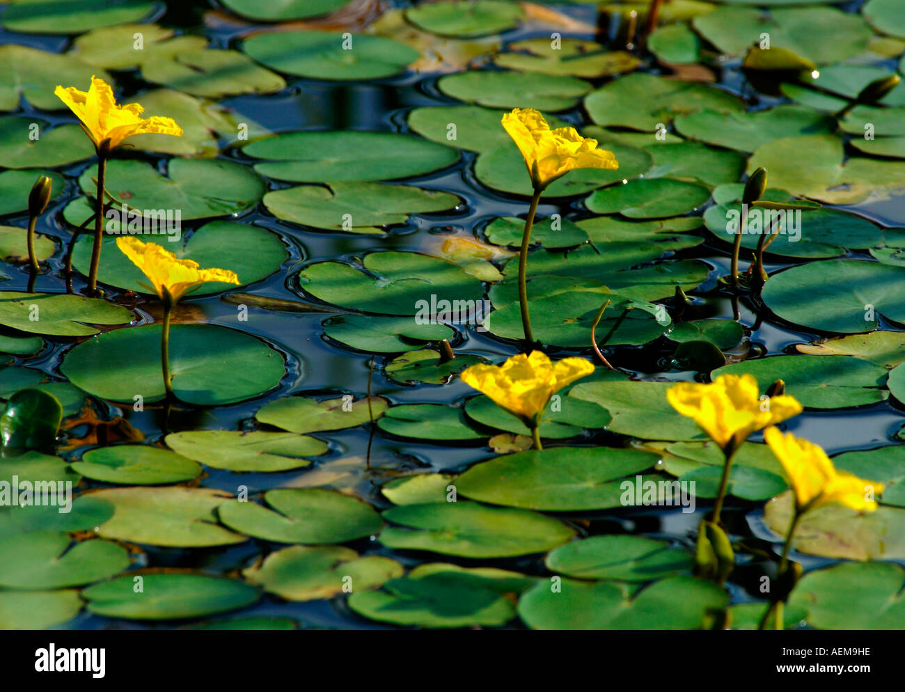 Fringed Water-Lily (Nymphoides peltata Stock Photo - Alamy