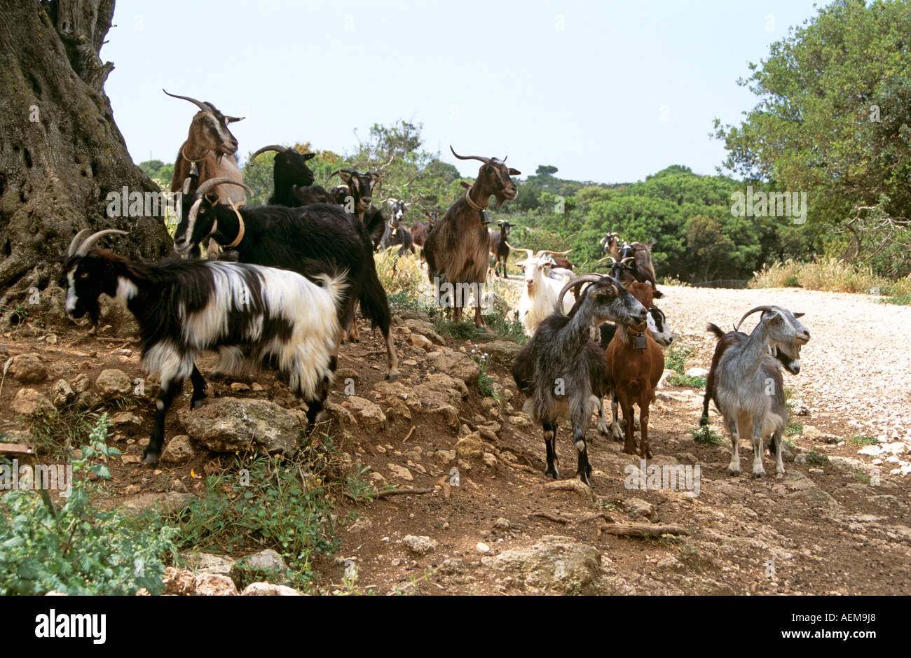 Goat kefalonia greece hi-res stock photography and images - Alamy