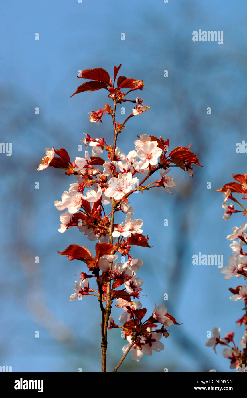 Prunus cistena hi-res stock photography and images - Alamy