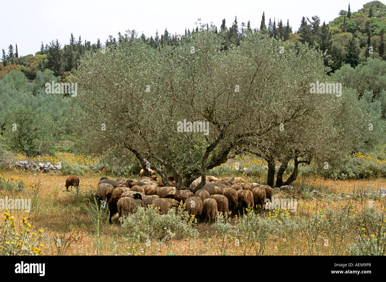 Flock of sheep in the shade beneath an olive tree, Kefalonia, Greece ...