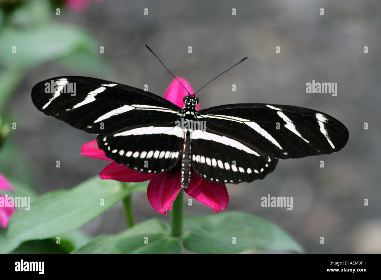 The Zebra Longwing (Heliconius charithonia) Butterfly Stock Photo - Alamy