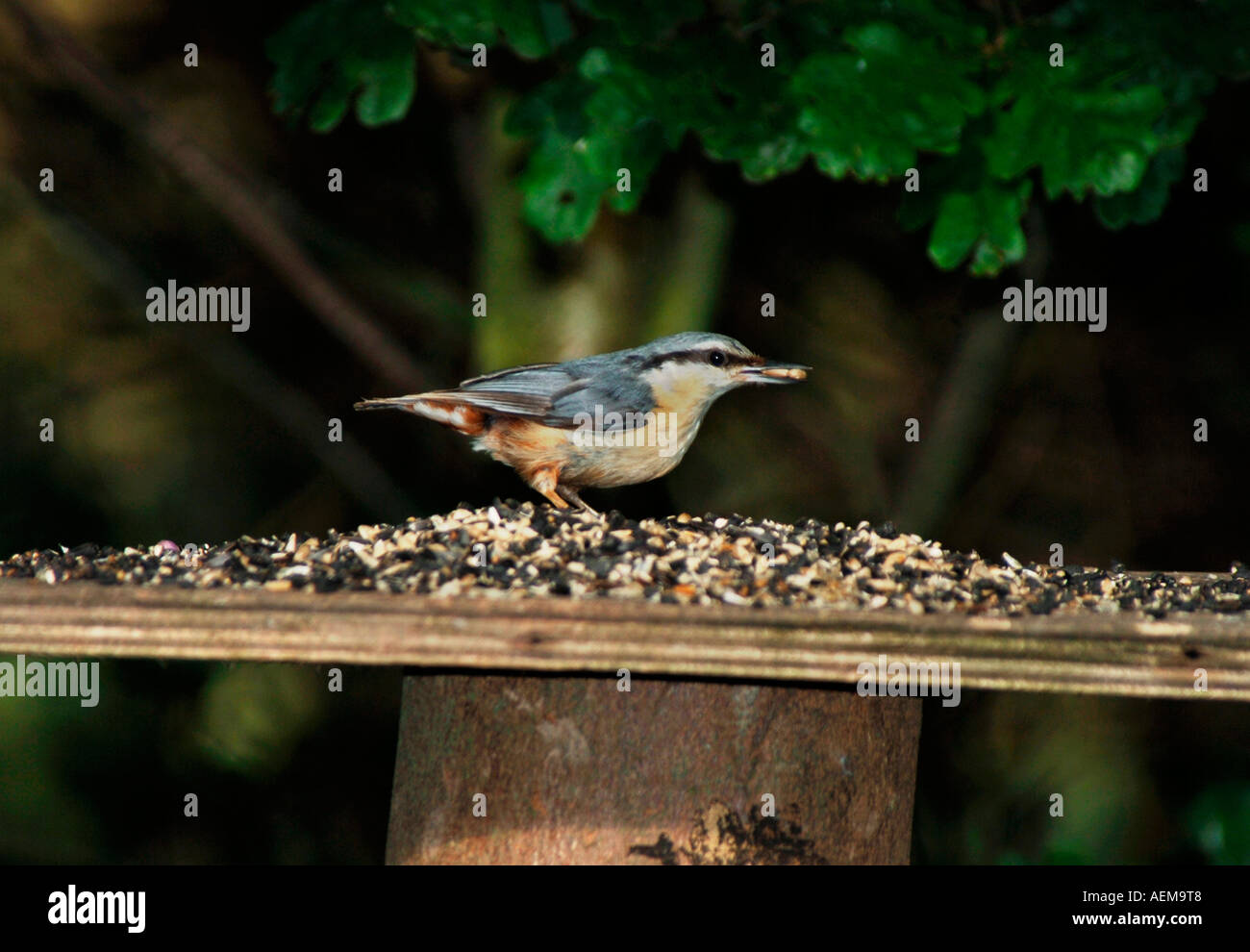 Nuthatch nature picture hi-res stock photography and images - Alamy