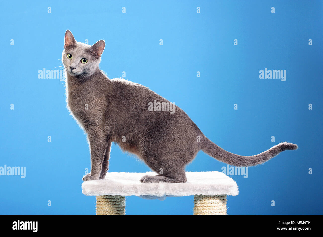 Russian blue cat stands hi-res stock photography and images - Alamy