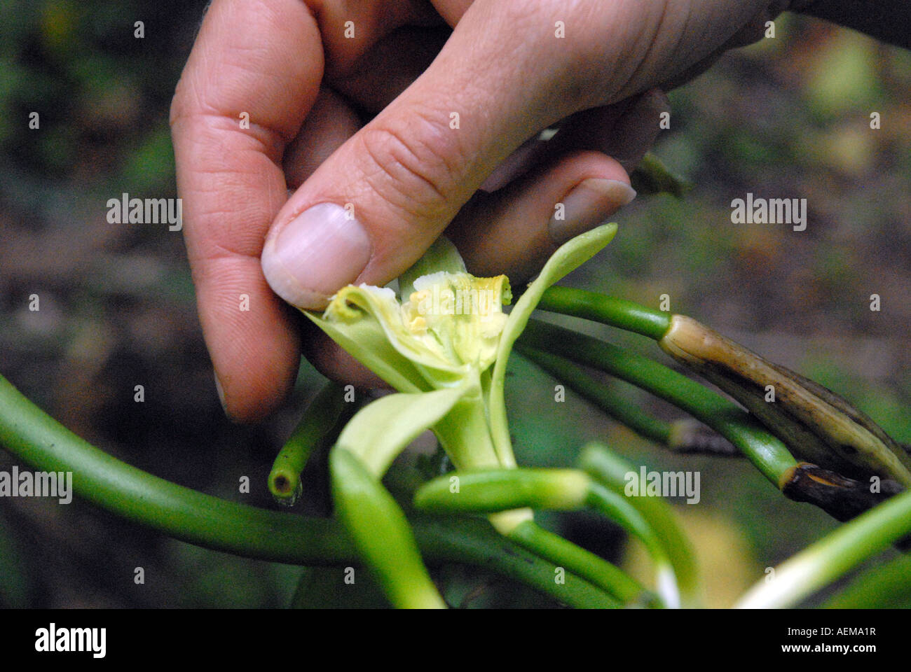 Hand-pollinating a vanilla pod Stock Photo - Alamy