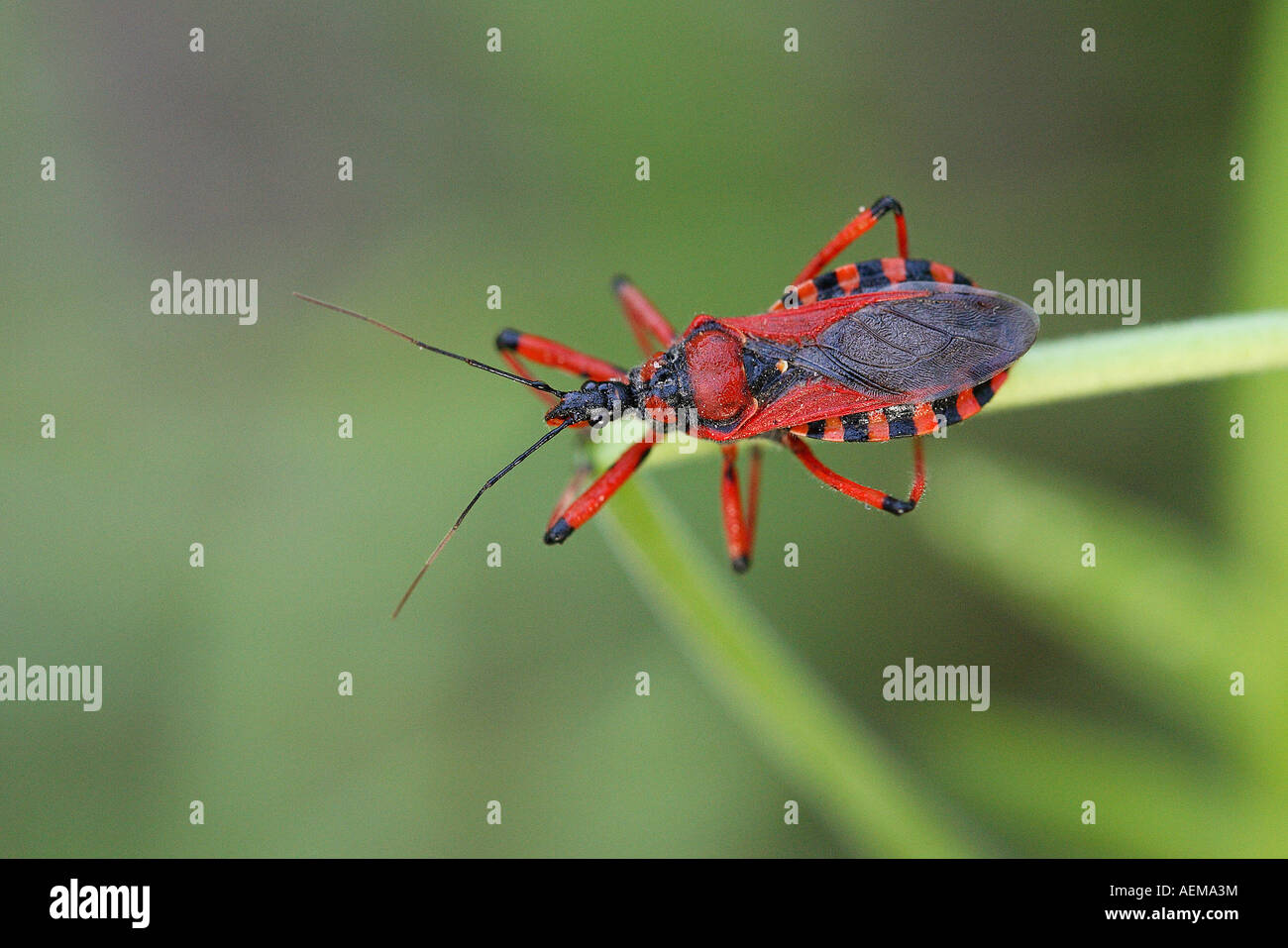 red murder bug / Rhynocoris iracundus Stock Photo - Alamy