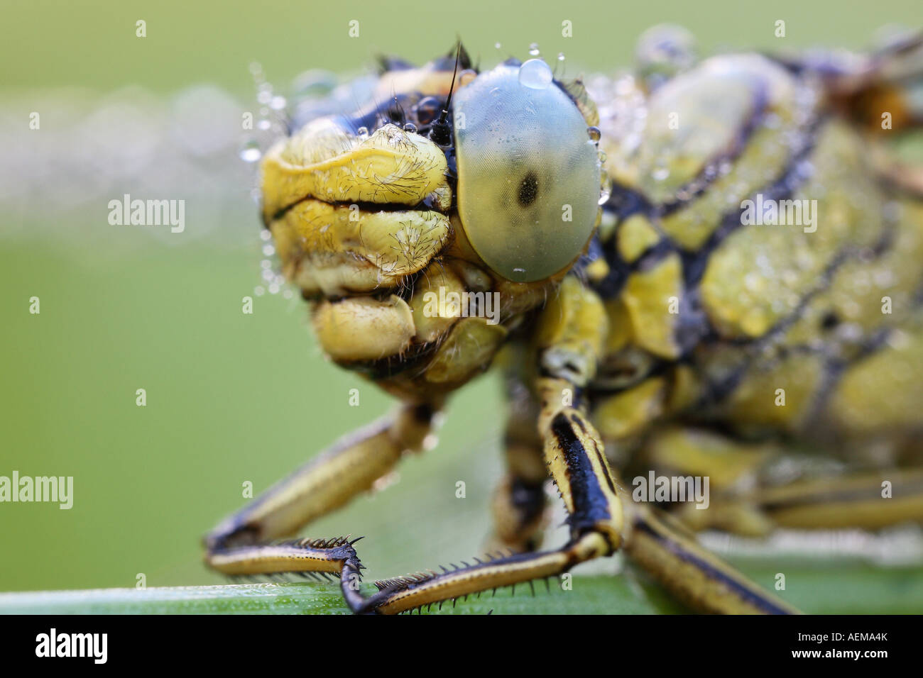 western club-tailed dragonfly - head / Gomphus pulchellus Stock Photo ...