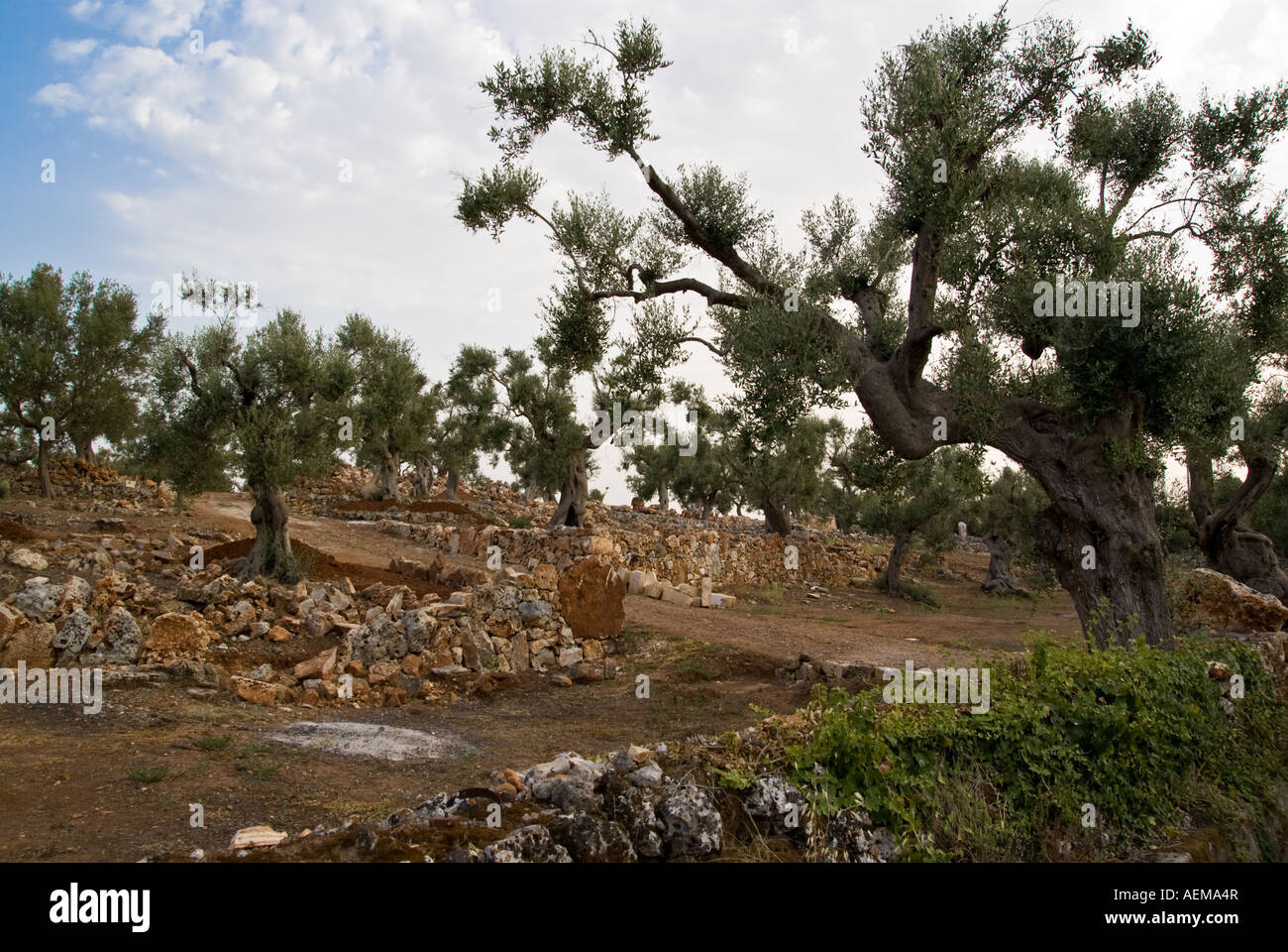 Old olive trees on red land, Torre San Giovanni, Ugento, Lecce, Puglia ...