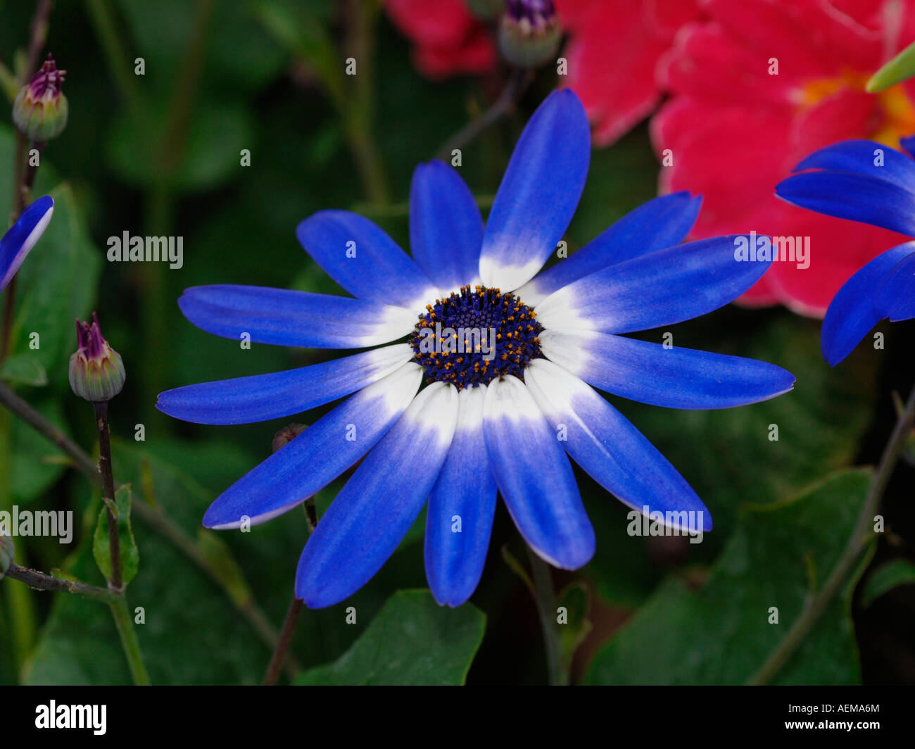 Senetti hi-res stock photography and images - Alamy