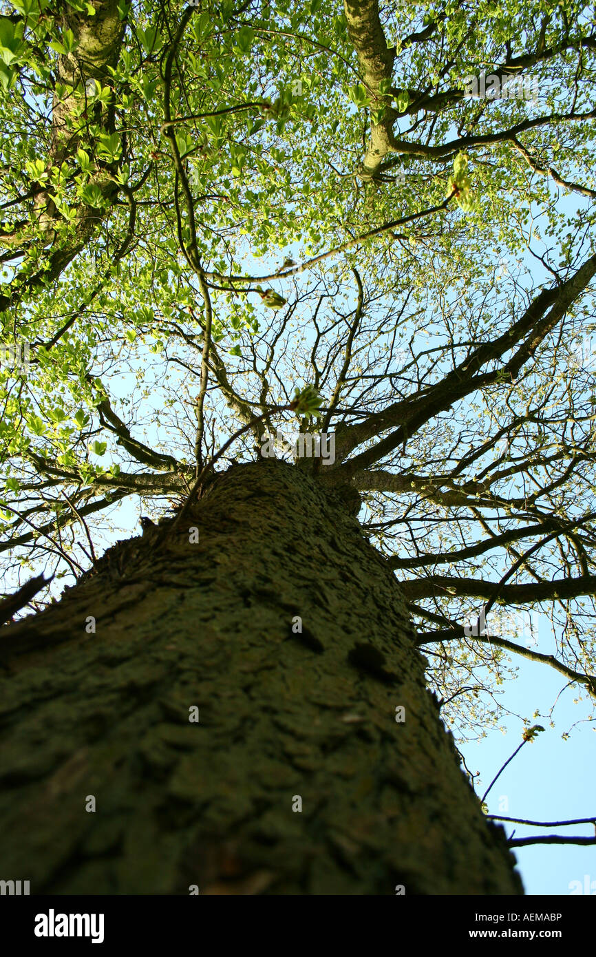 crown of a tree Stock Photo - Alamy