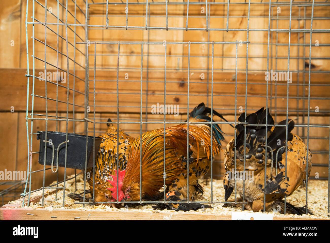 ILLINOIS Grayslake Mille fleur breed of chicken displayed in cage at ...