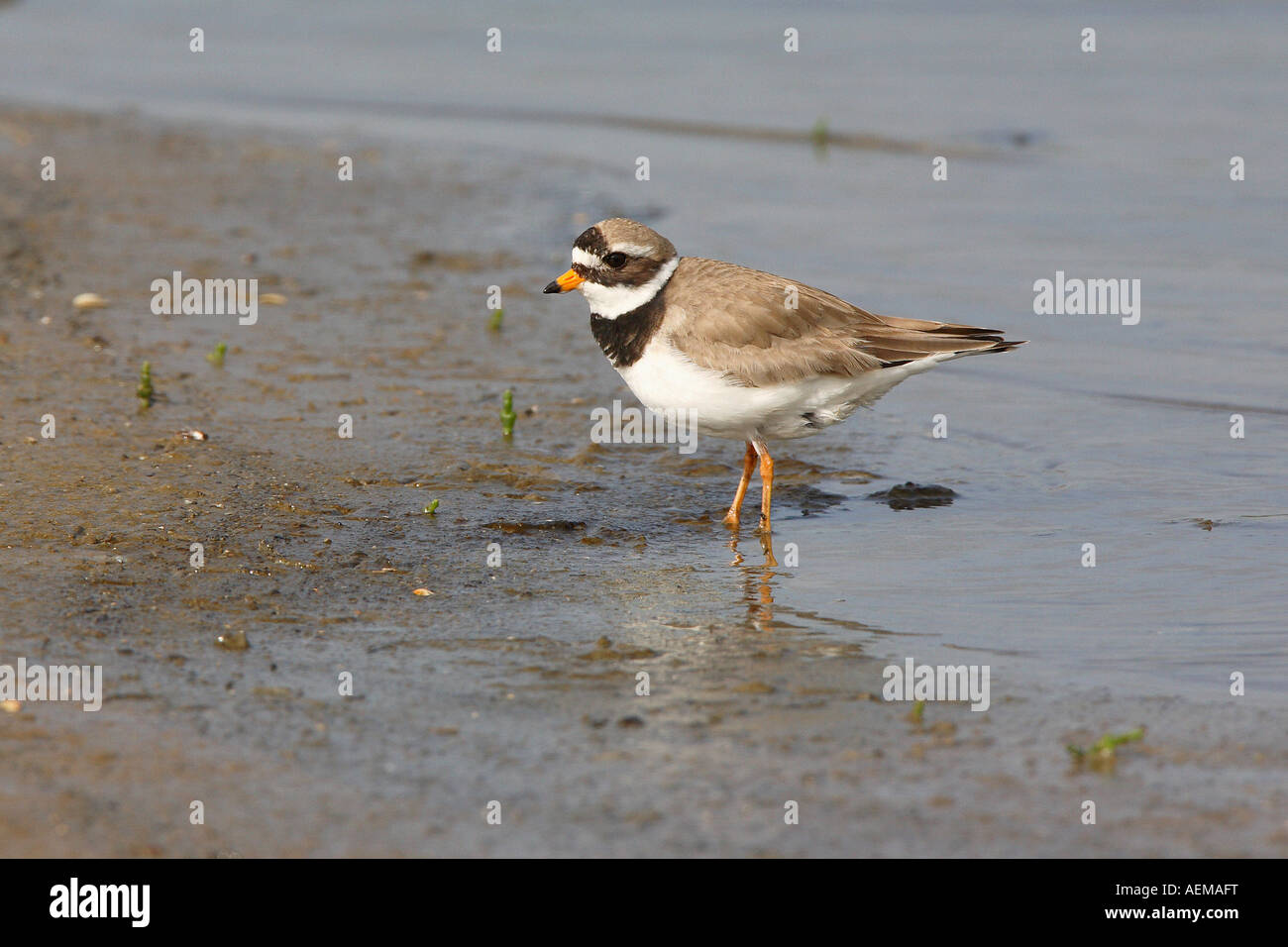 Plover stands hi-res stock photography and images - Alamy