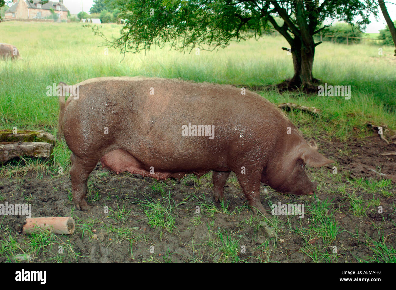 Pig Covered In Mud Stock Photo - Alamy