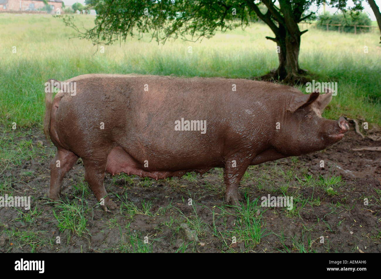 Pig covered in mud hi-res stock photography and images - Alamy