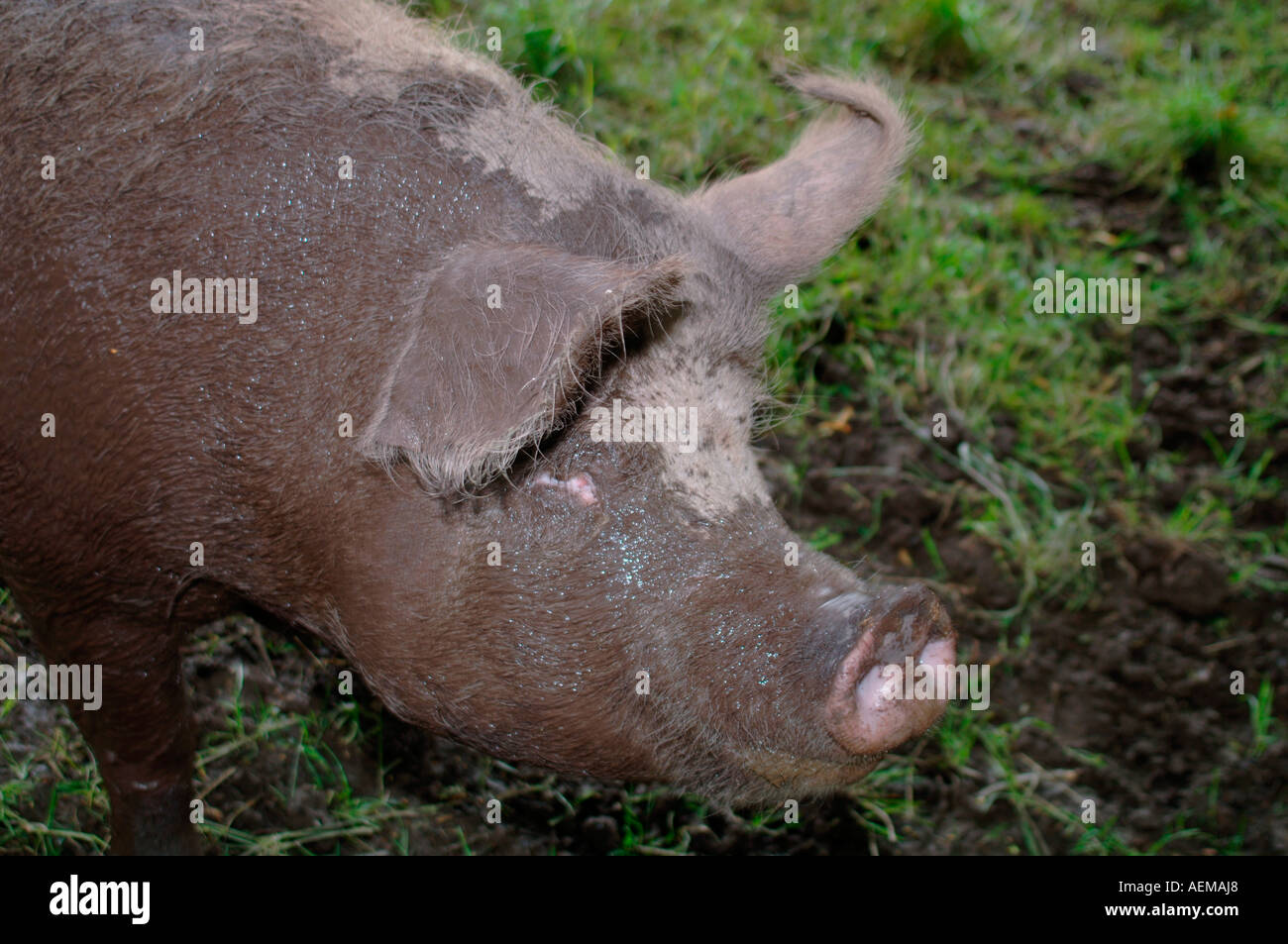 Pig profile hi-res stock photography and images - Alamy