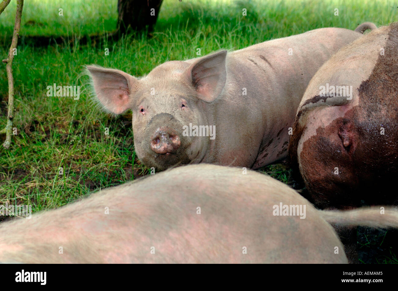 Field of pigs hi-res stock photography and images - Alamy