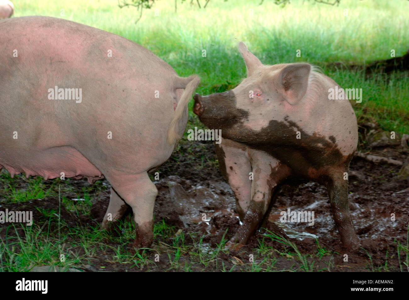 Funny farm pigs hi-res stock photography and images - Alamy