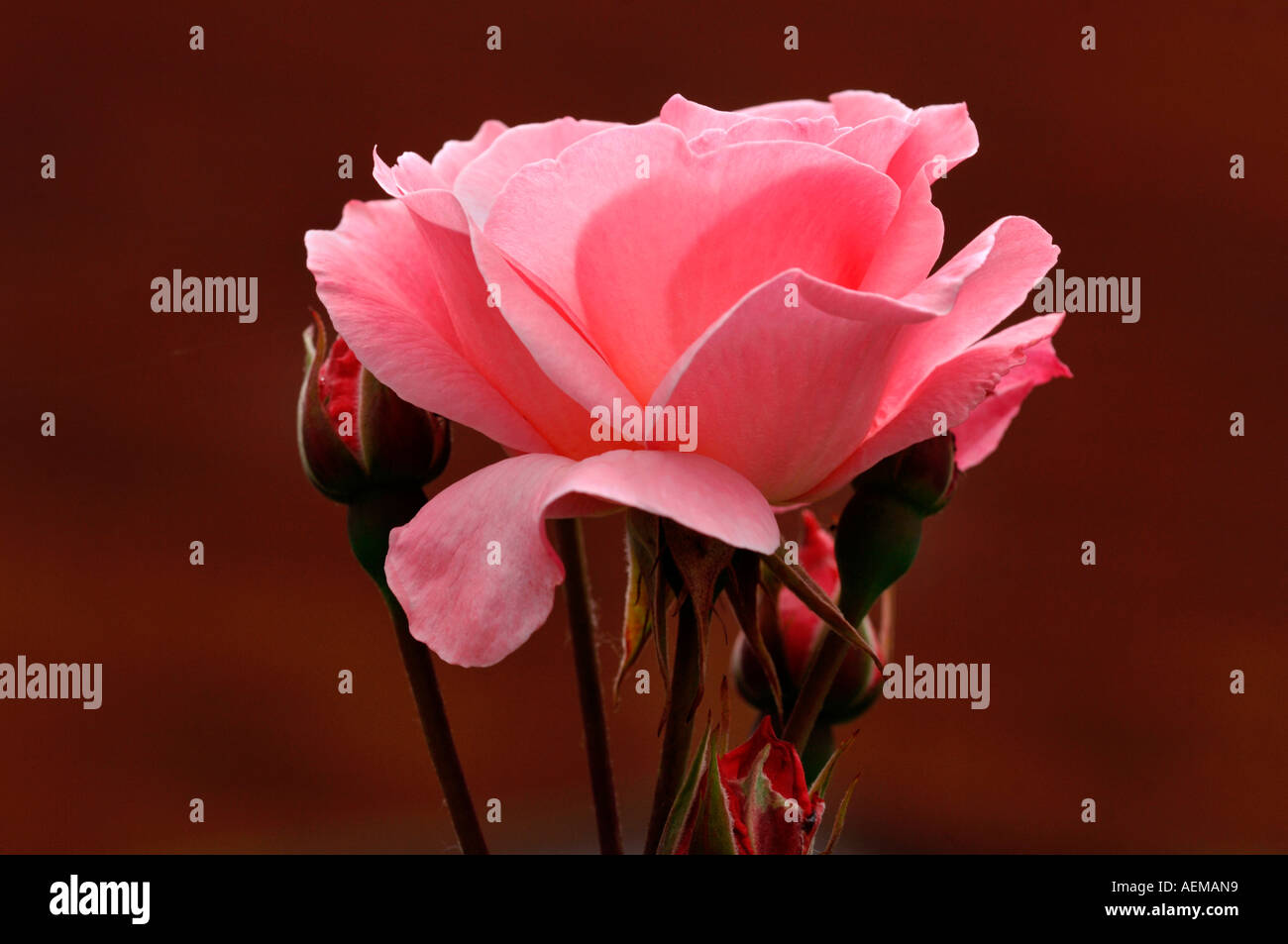 Pink Rose In Profile Stock Photo - Alamy