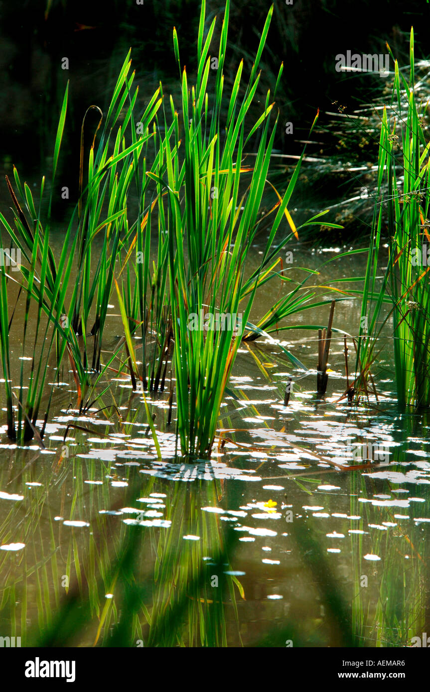 Reflections nature pond reeds water hi-res stock photography and images ...