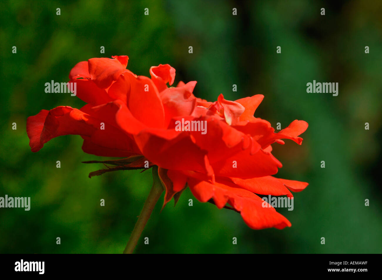 Profile Of A Red Alexander Rose Stock Photo - Alamy