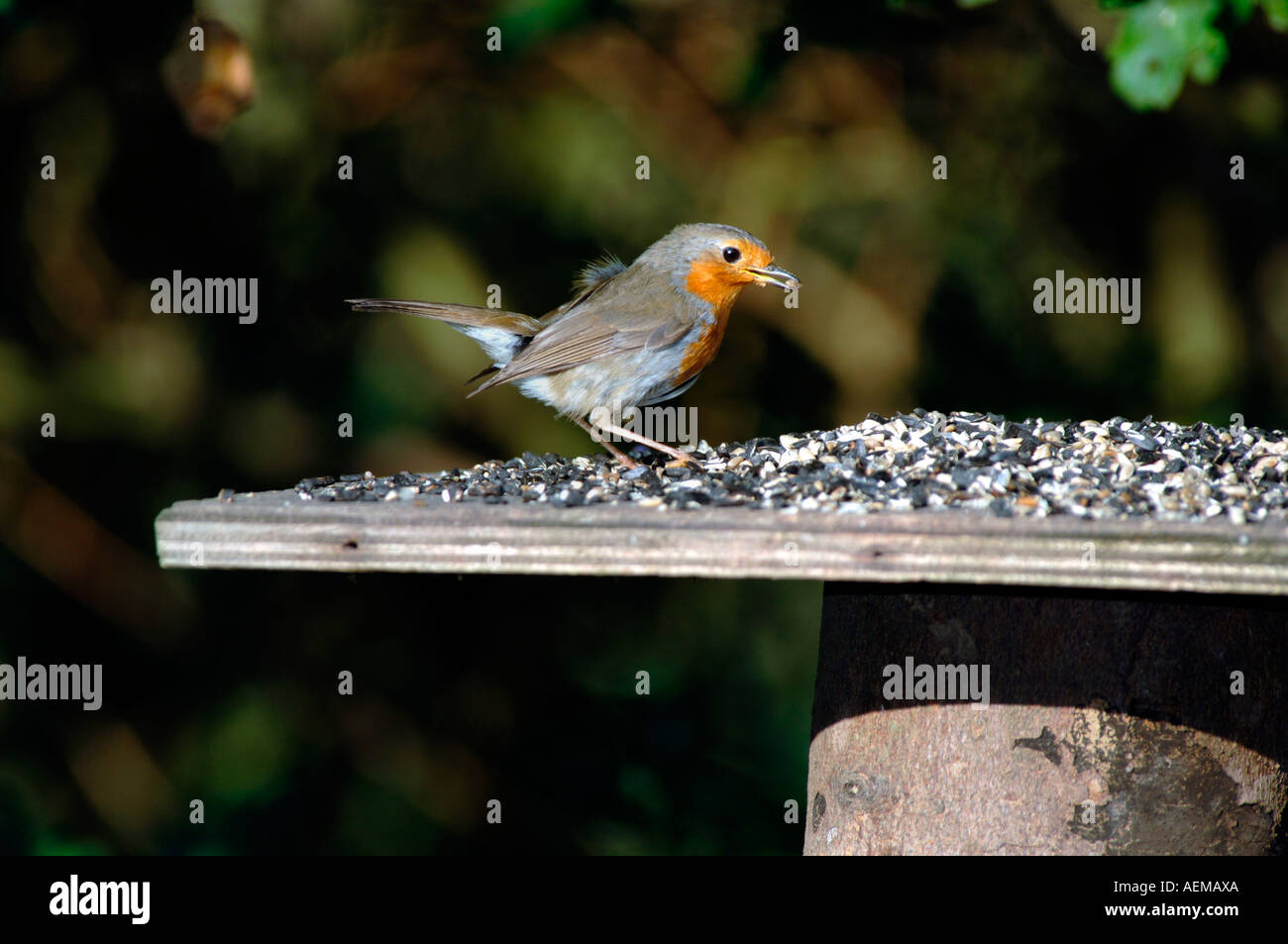 Robin bird table hi-res stock photography and images - Alamy