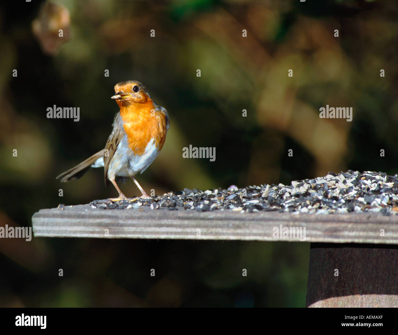 Robin on bird table hi-res stock photography and images - Alamy