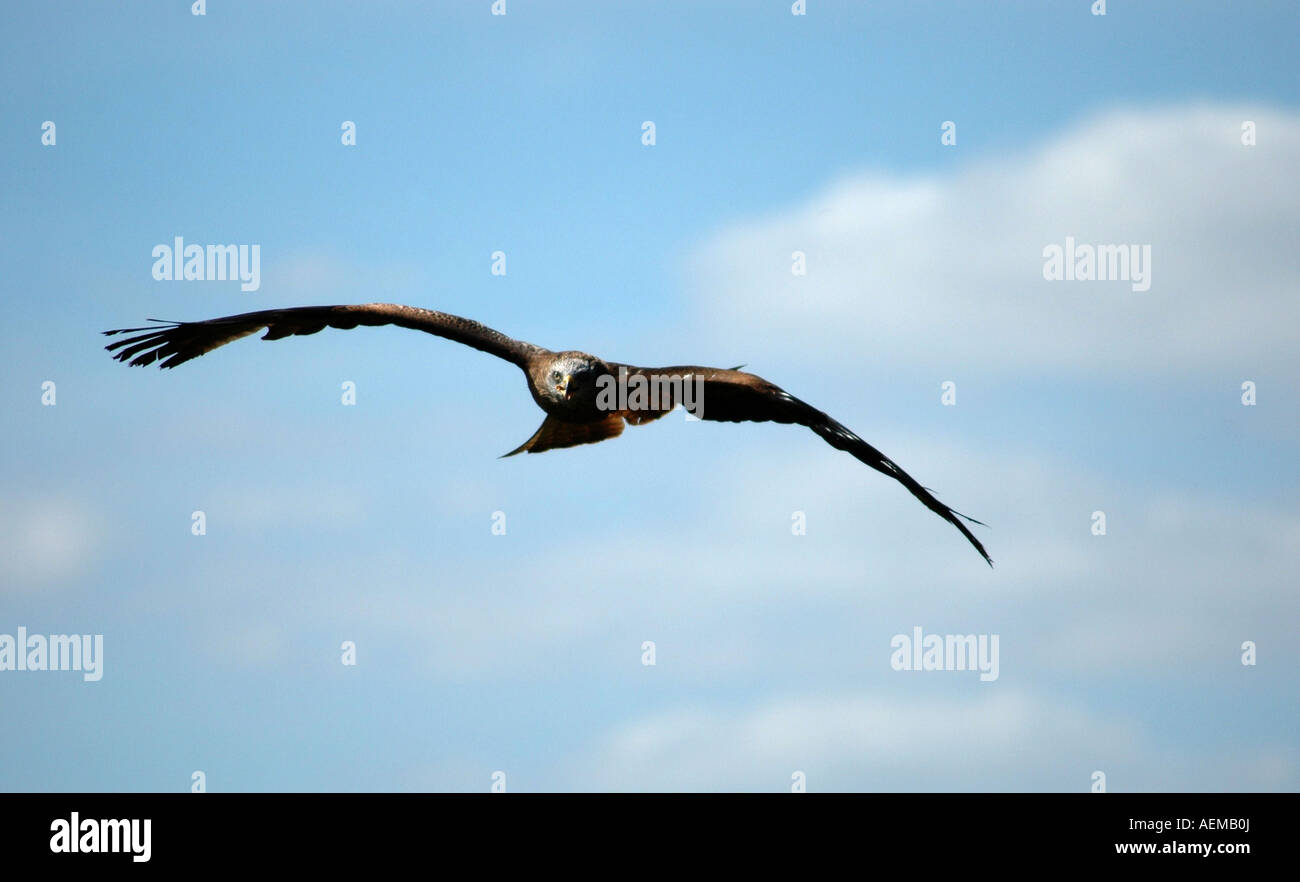 Bird of prey flying Stock Photo - Alamy