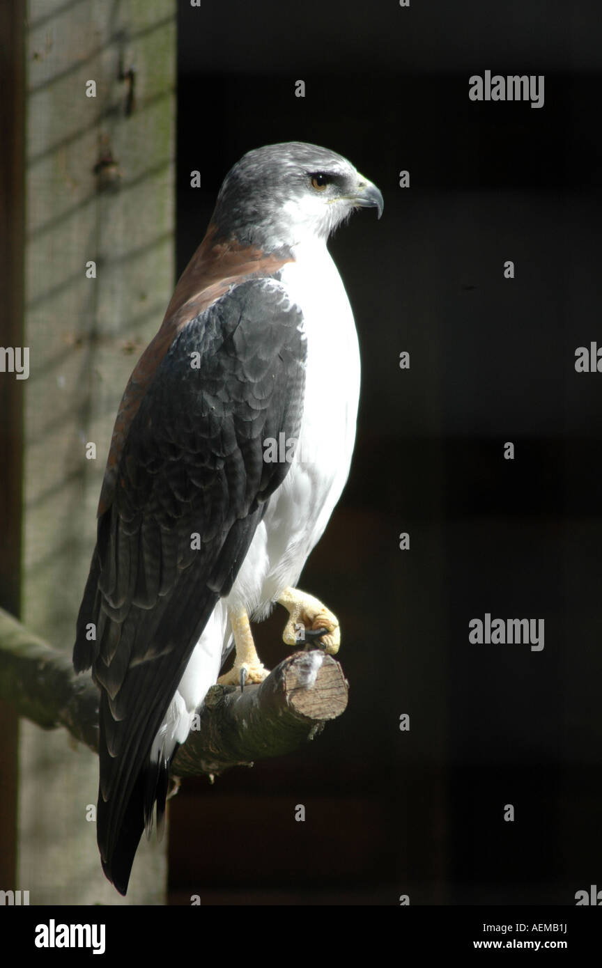 Bird of prey perch Stock Photo - Alamy