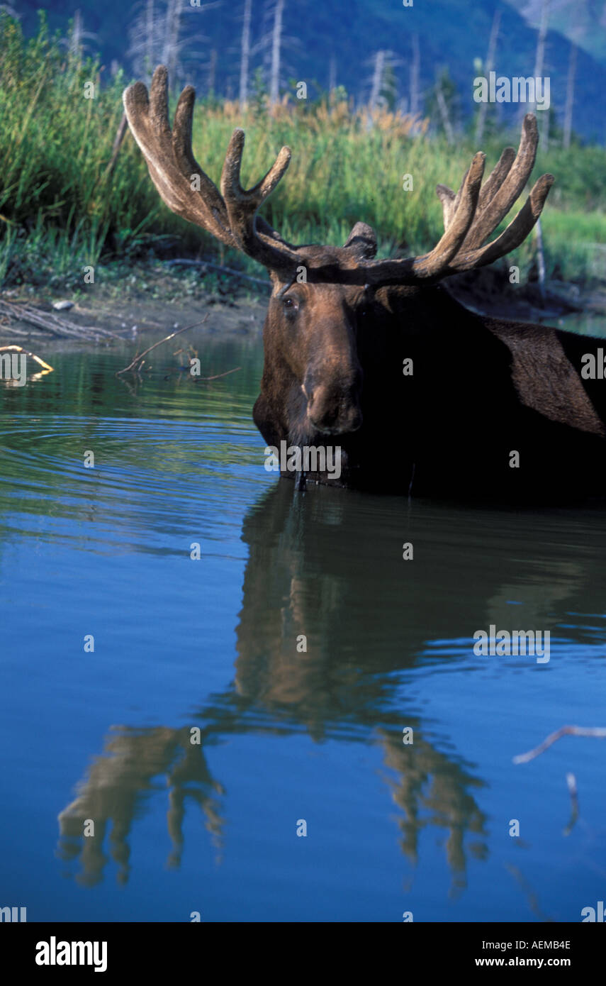 Bull Moose Alces alces standing in water reflection portrait Portage ...