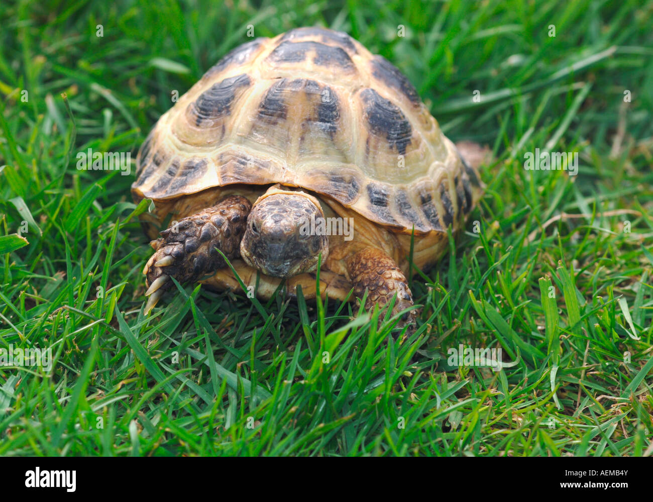 Tortoise hi-res stock photography and images - Alamy