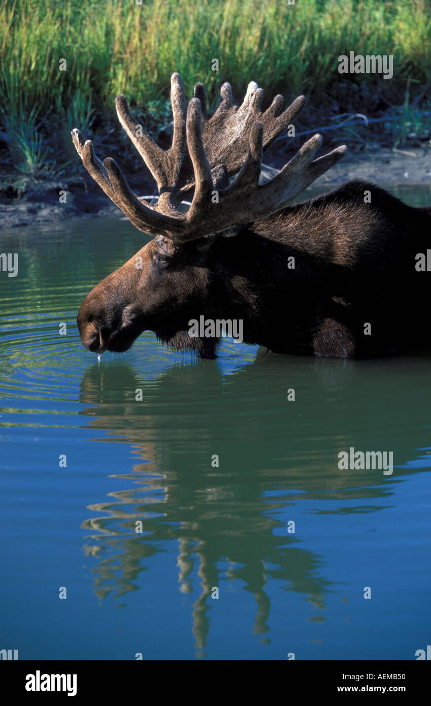 Bull Moose Side View