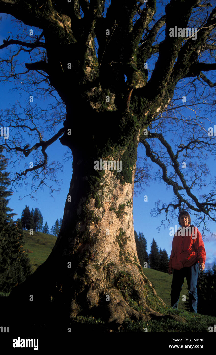 Large Mountain ash tree and hiker Bernese Oberland Swiss Alps ...