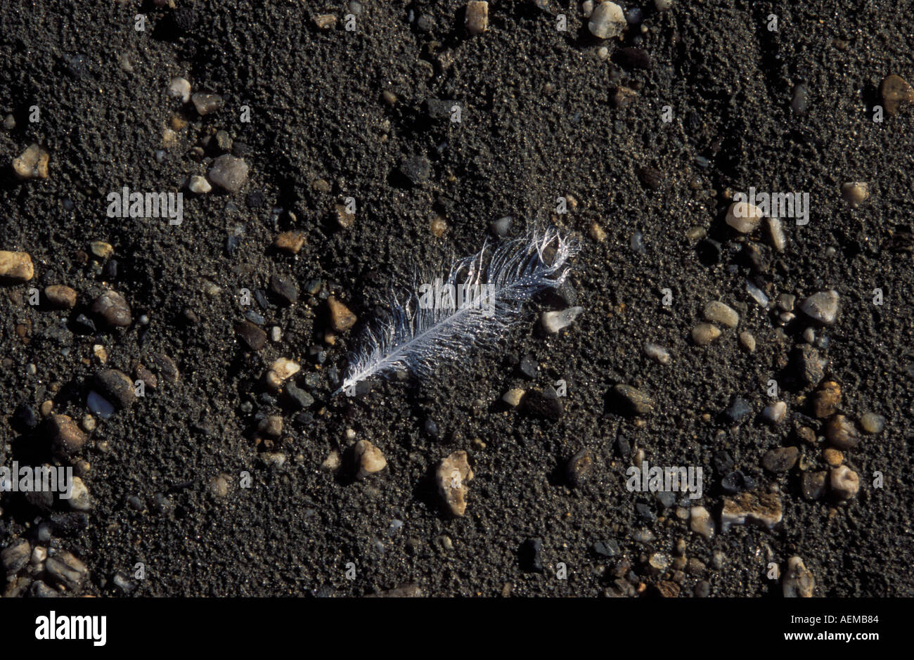 Gull feather with dew laying on river bar with sand and gravel Kobuk ...