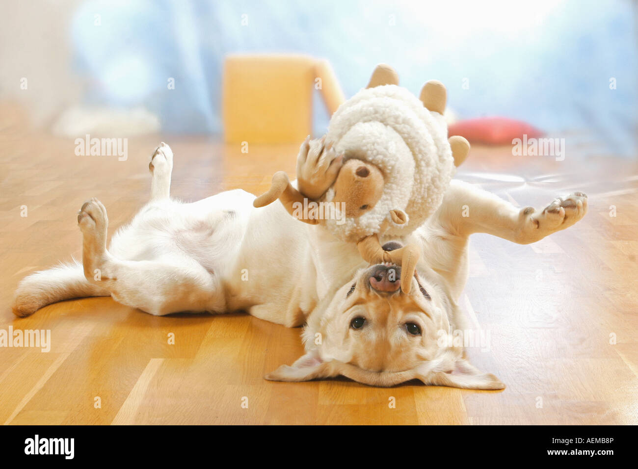 Labrador Retriever puppy - playing Stock Photo - Alamy