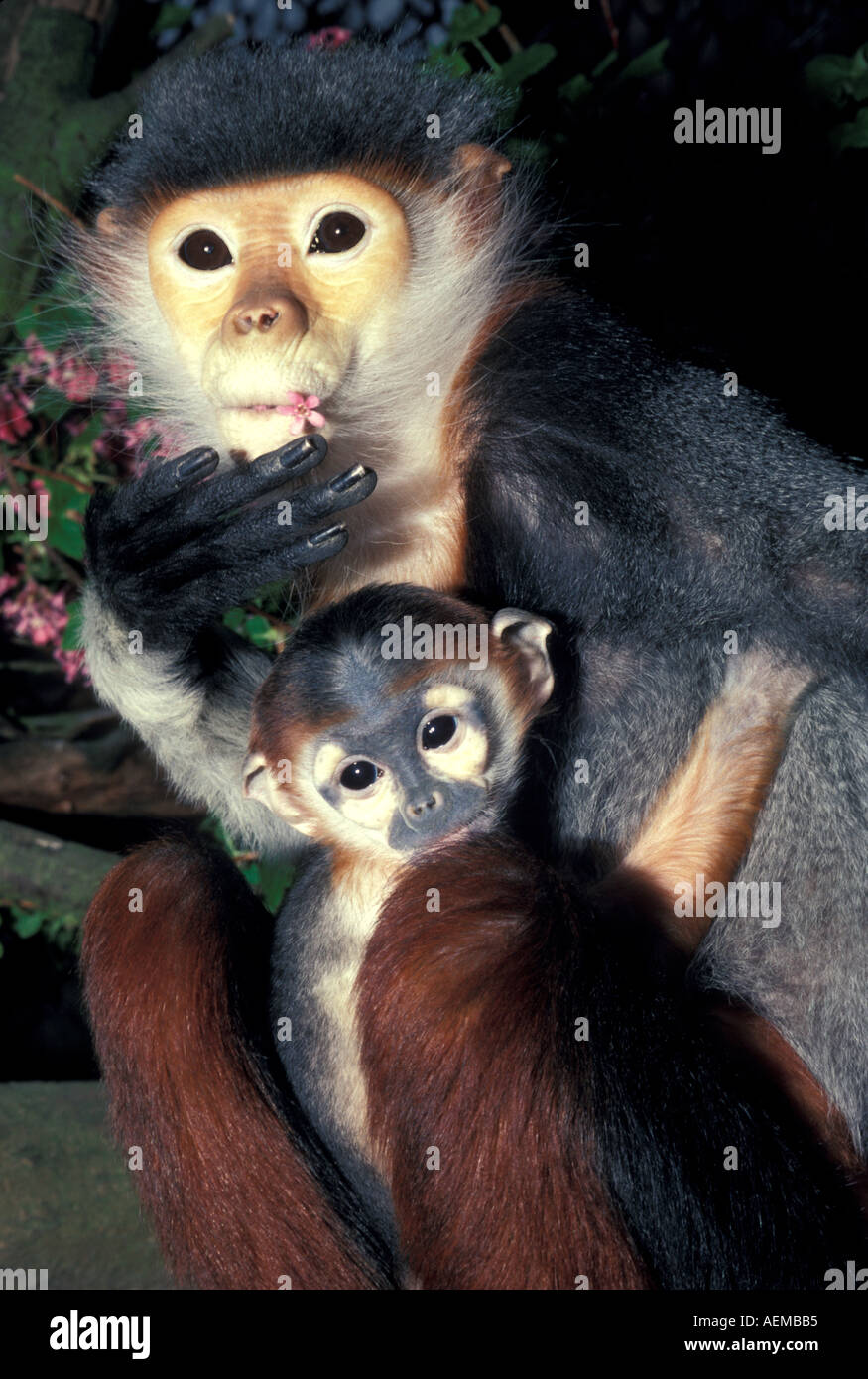 MAMMAL MONKEY Langur Douc Stock Photo - Alamy