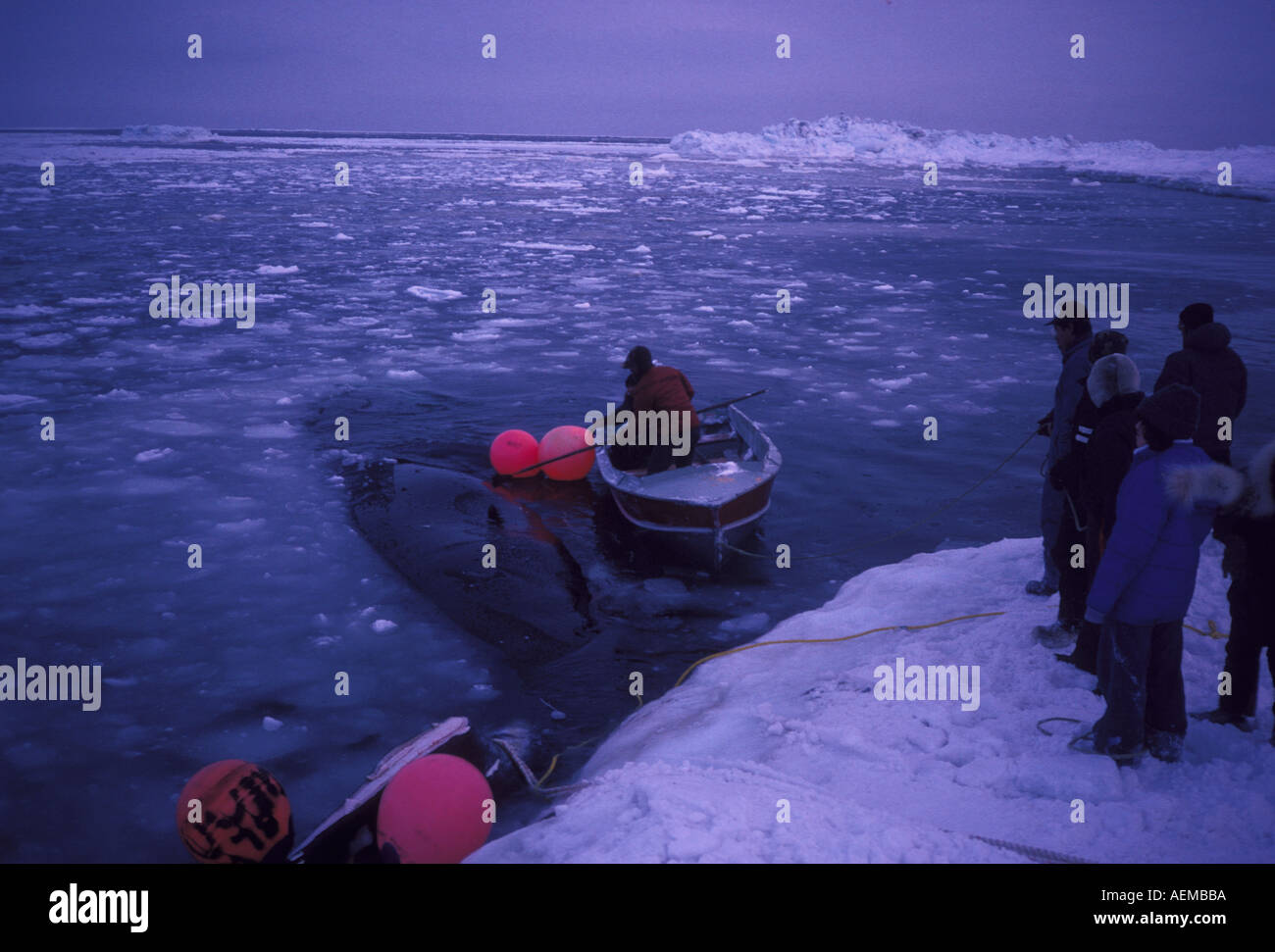 Inuit whale hunting hi-res stock photography and images - Alamy
